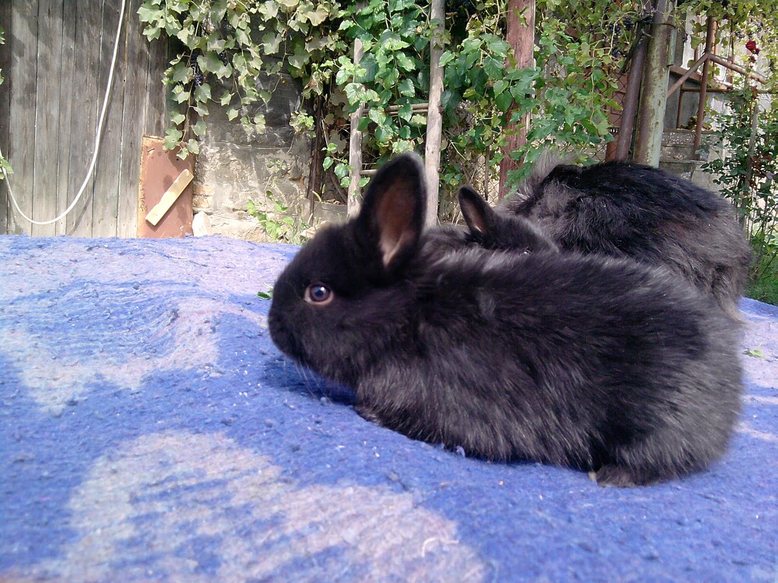 IEPURI DE VANZARE: iepuri din rasa pitic cap de leu